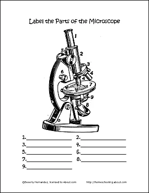 Etichetta il foglio di lavoro del microscopio