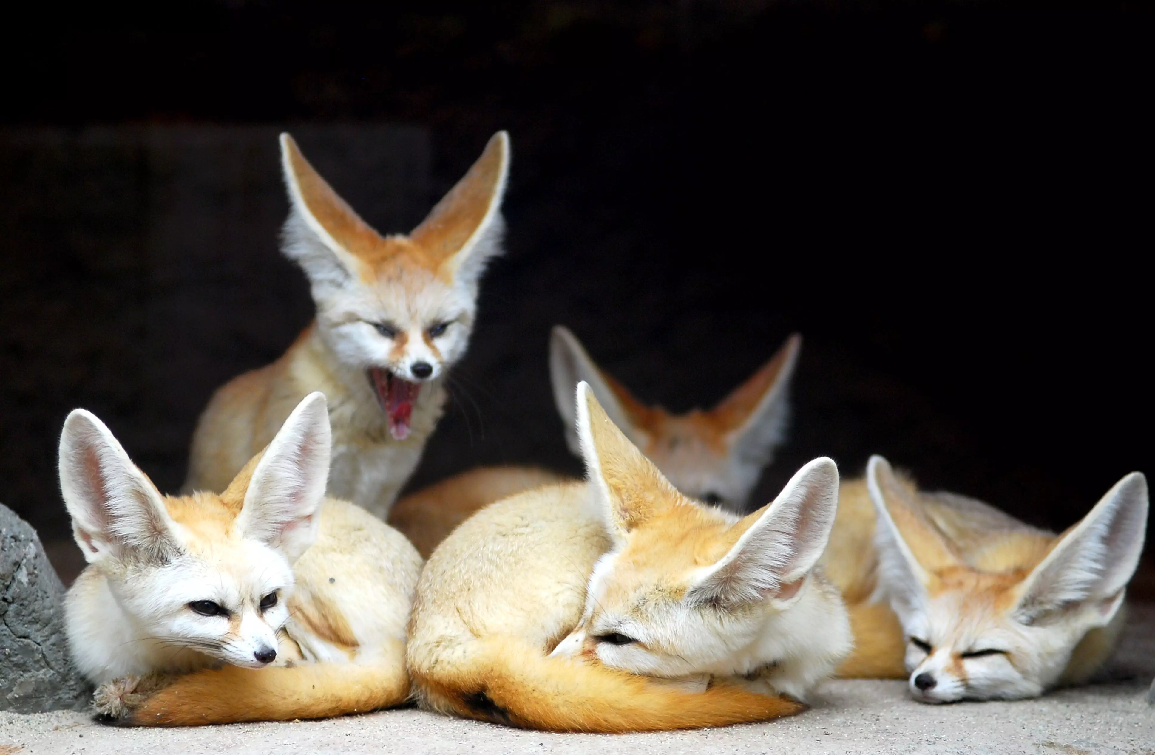 Fennec Fox Faktları (Vulpes zerda)