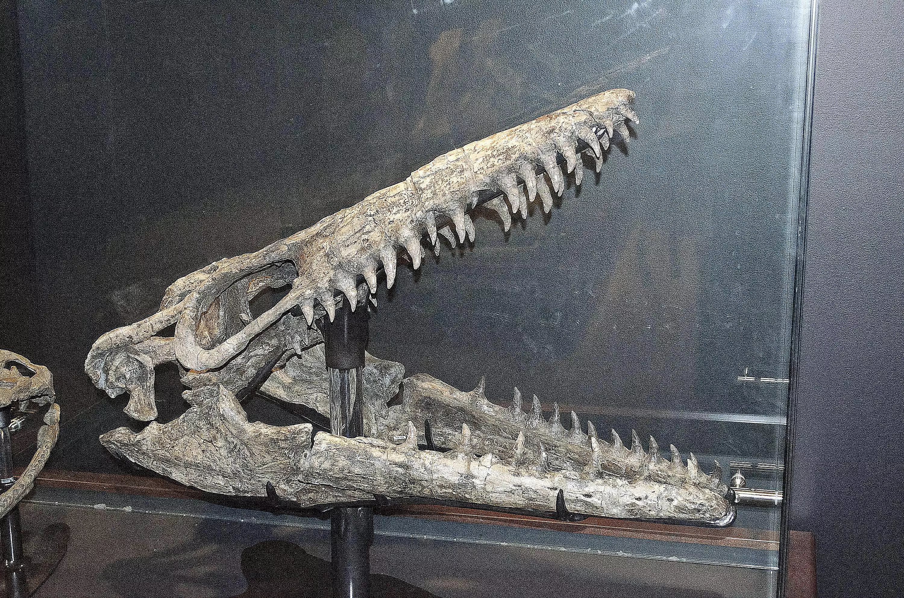 Fakta dan Angka Mosasaurus