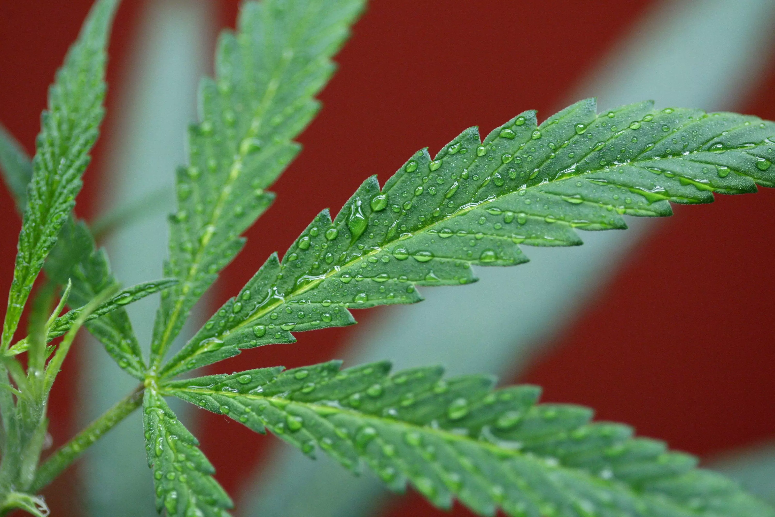 Mga Balaod sa Marijuana: Decriminalization Versus Legalization
