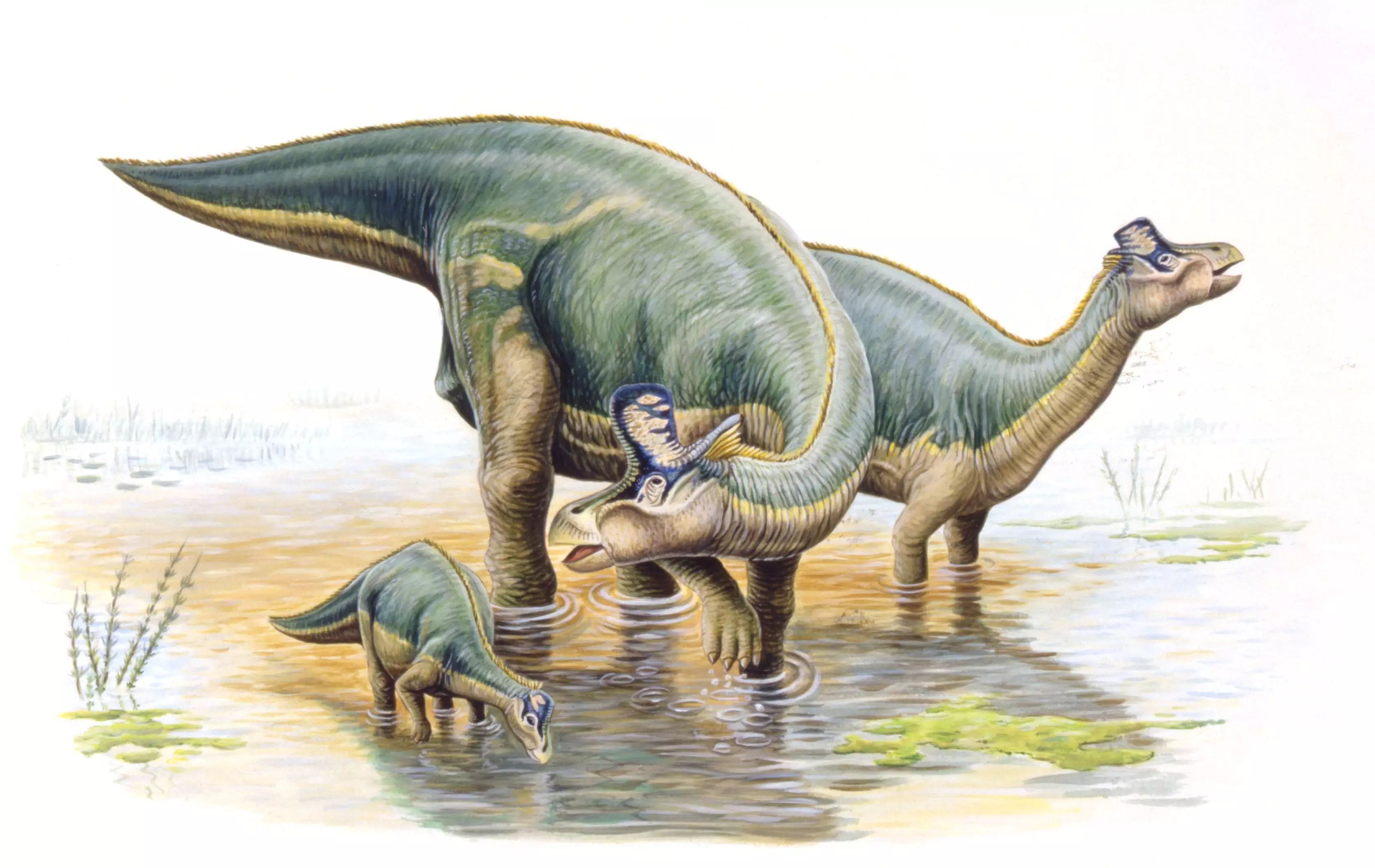 Hoe hebben dinosaurussen hun gezin grootgebracht?