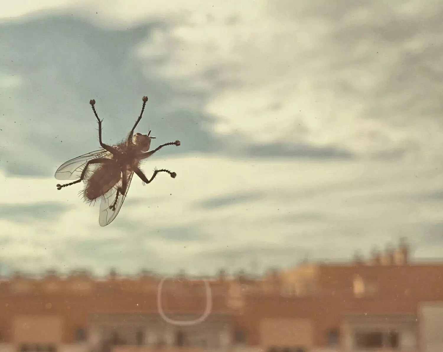 10 úžasných faktov o domácich muchách