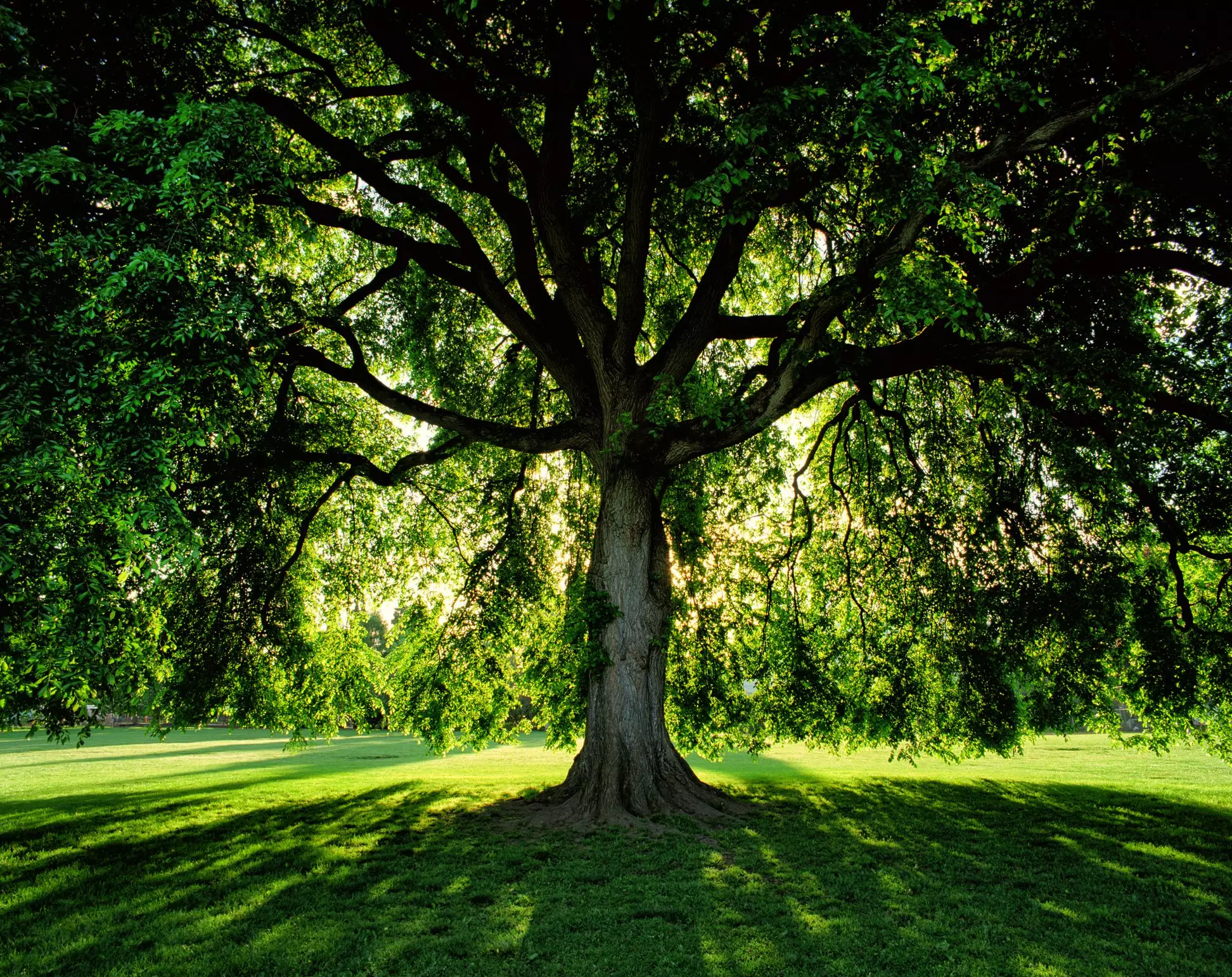 美国榆树：100 种最常见的北美树木