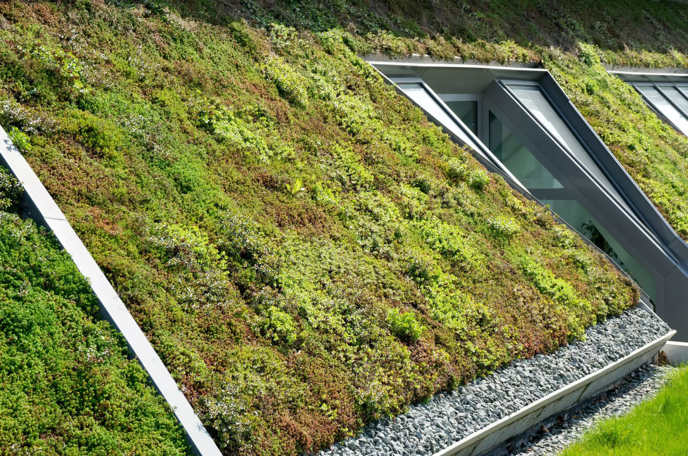 O que você precisa saber sobre telhados verdes