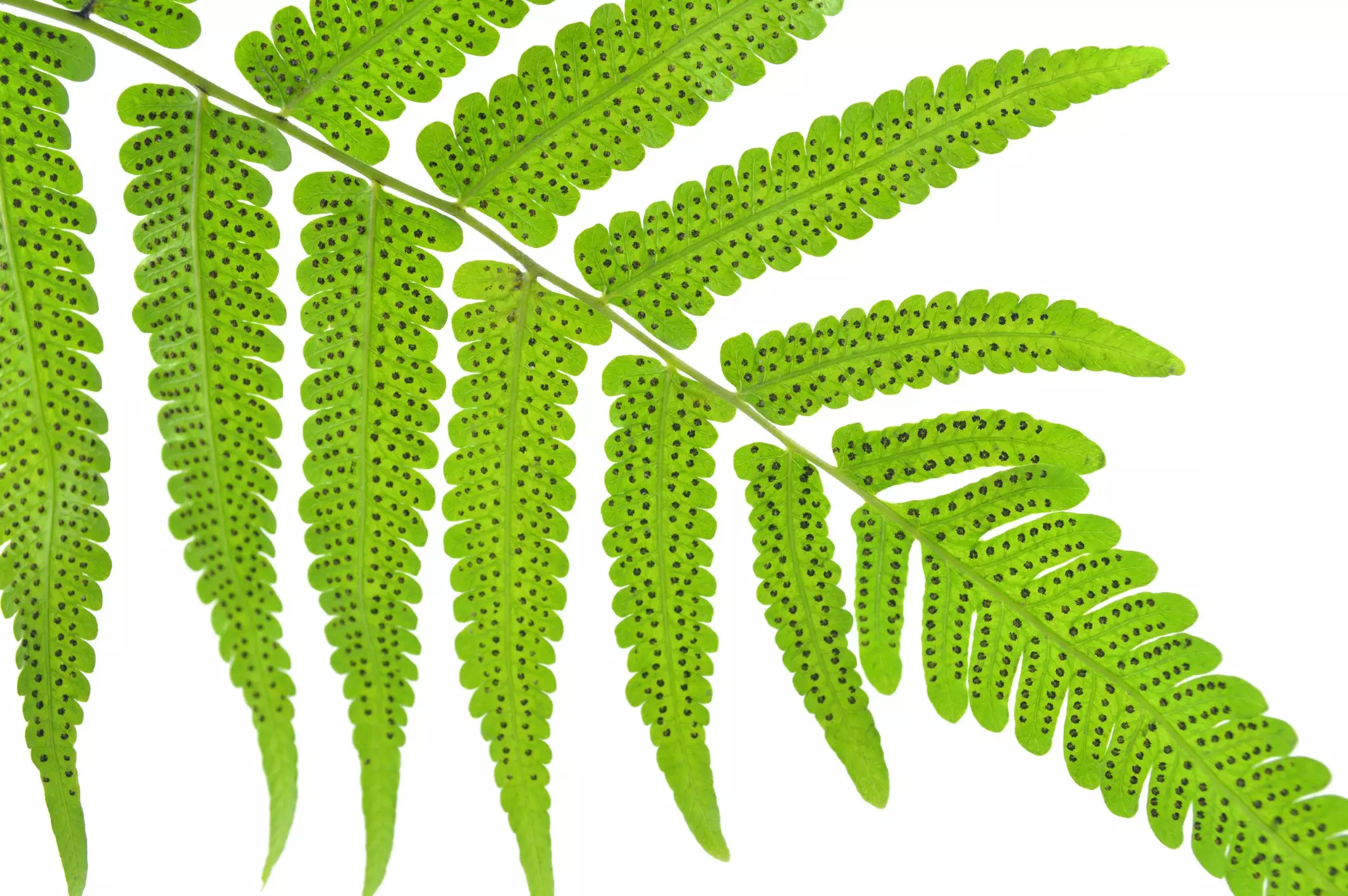 Reproduction Fern and Life Cycle