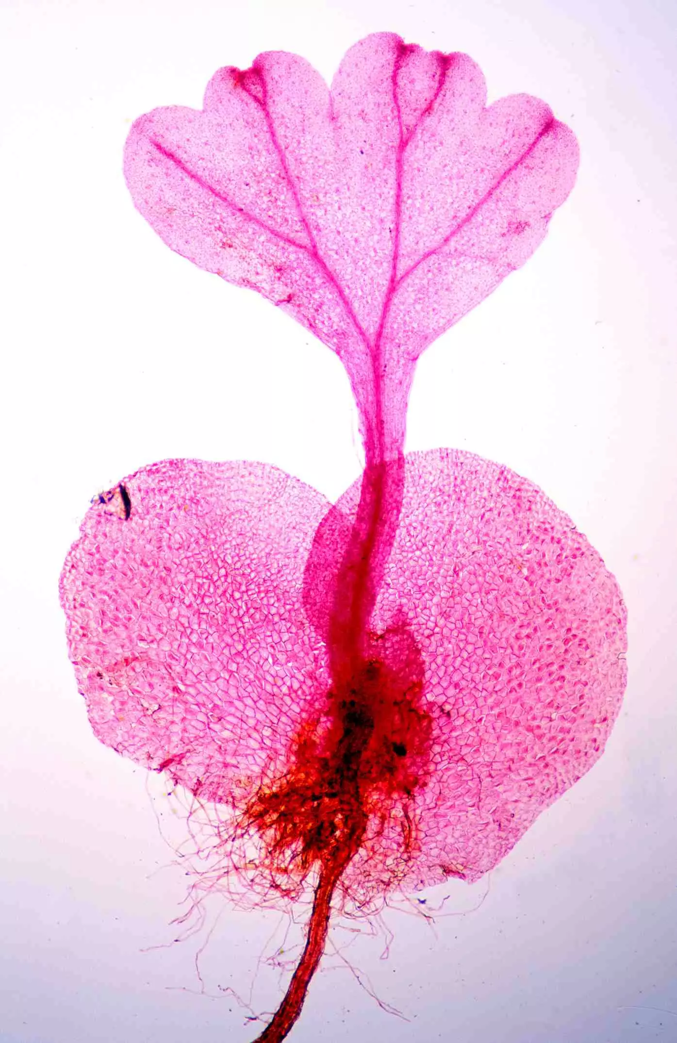 Ovaj protalus (obojen crvenom bojom) ima sitne listiće i vlaknaste rizoide. Kada se jaje oplodi, iz ove strukture će izrasti prepoznatljiva biljka paprati. Međutim, protal je haploidna, dok je sporofit diploidna.