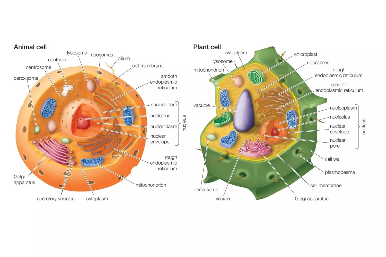 Животная клетка против растительной клетки
