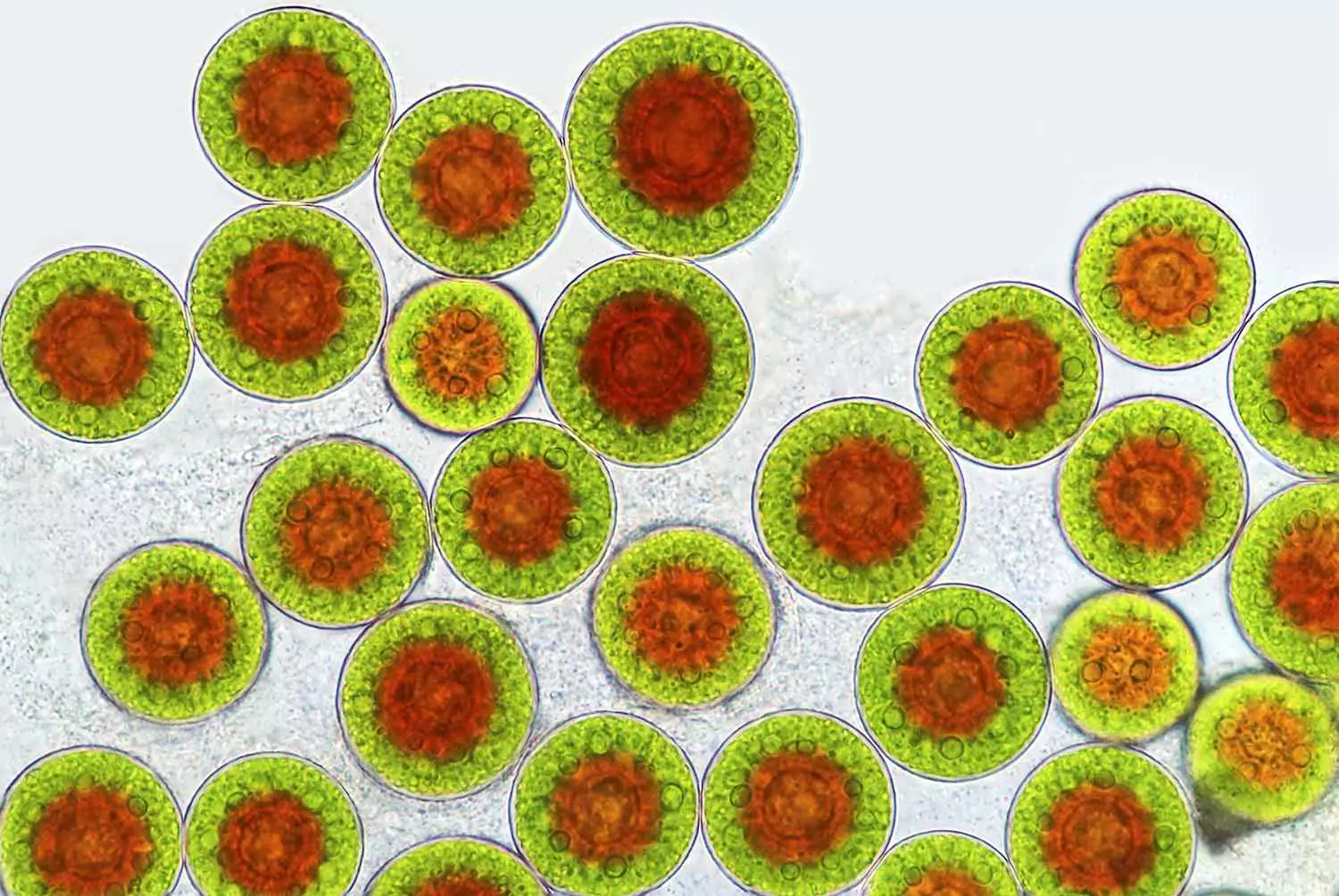 Водоросли Haematococcus, световая микрофотография