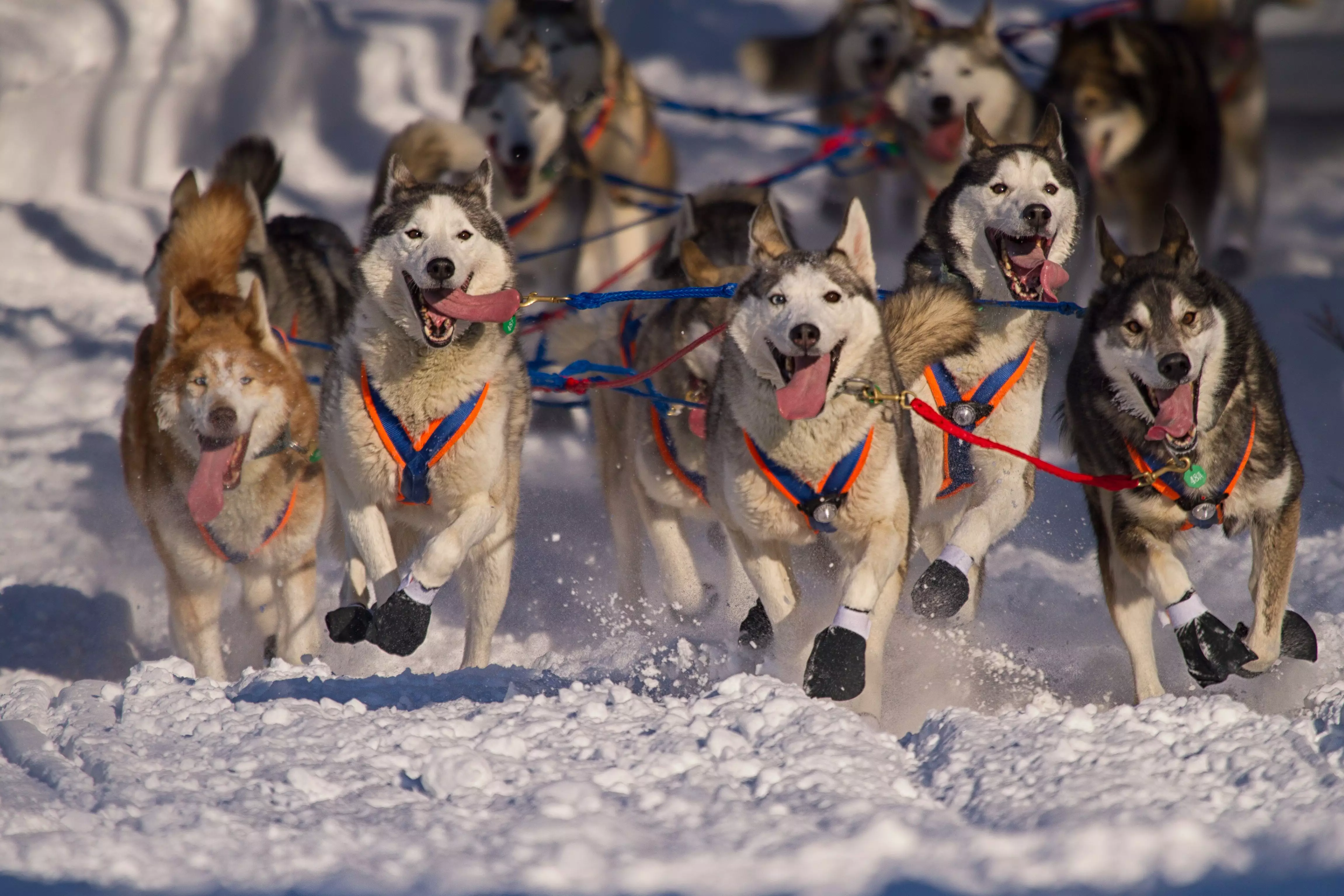 Amateka ya Iditarod hamwe nincamake y 'Isiganwa Ryanyuma Ryanyuma'