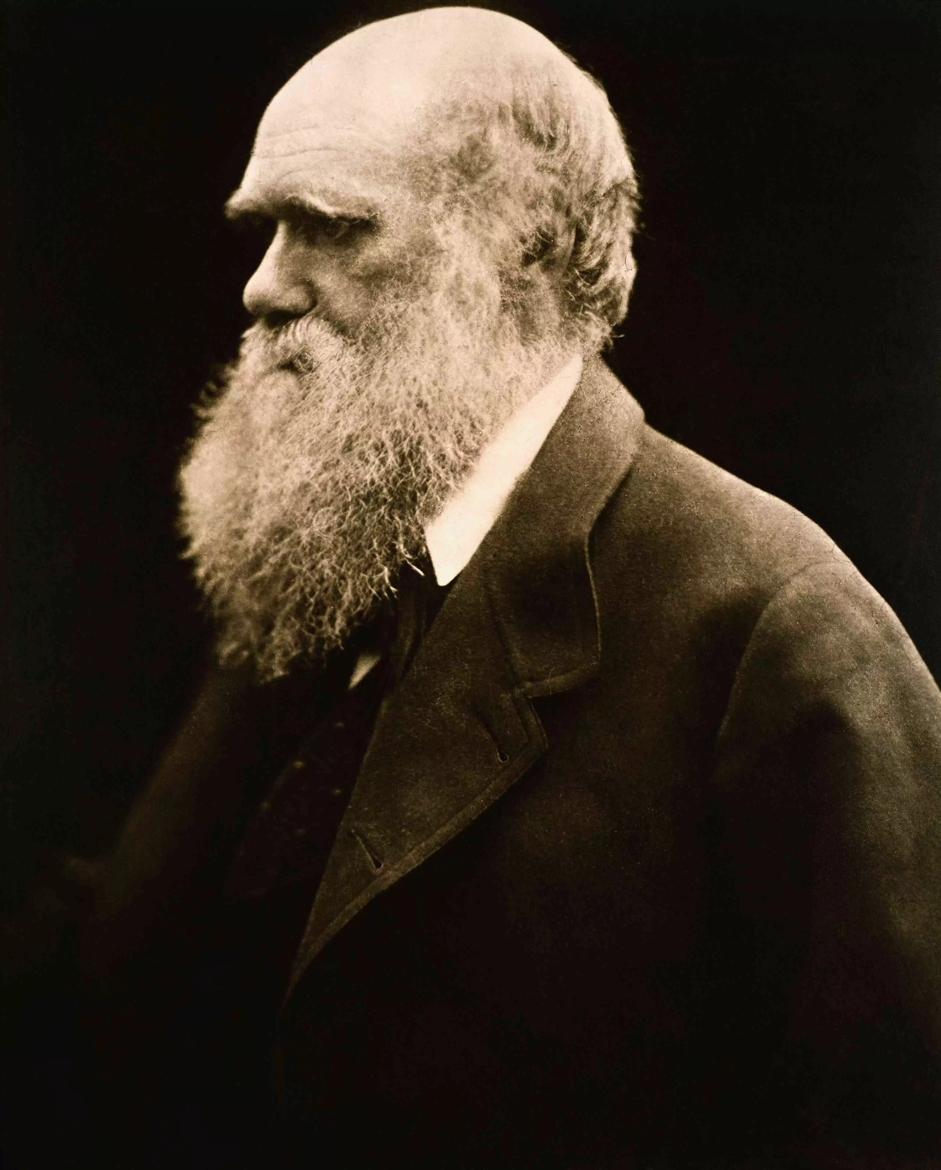 Ata o Charles Darwin saunia e Julia Margaret Cameron