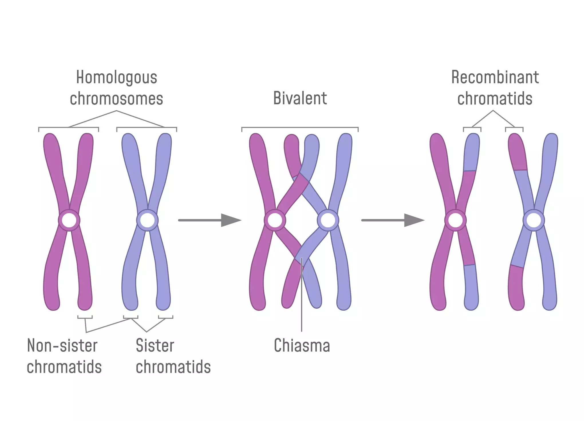 Nyebrang-leuwih dina meiosis