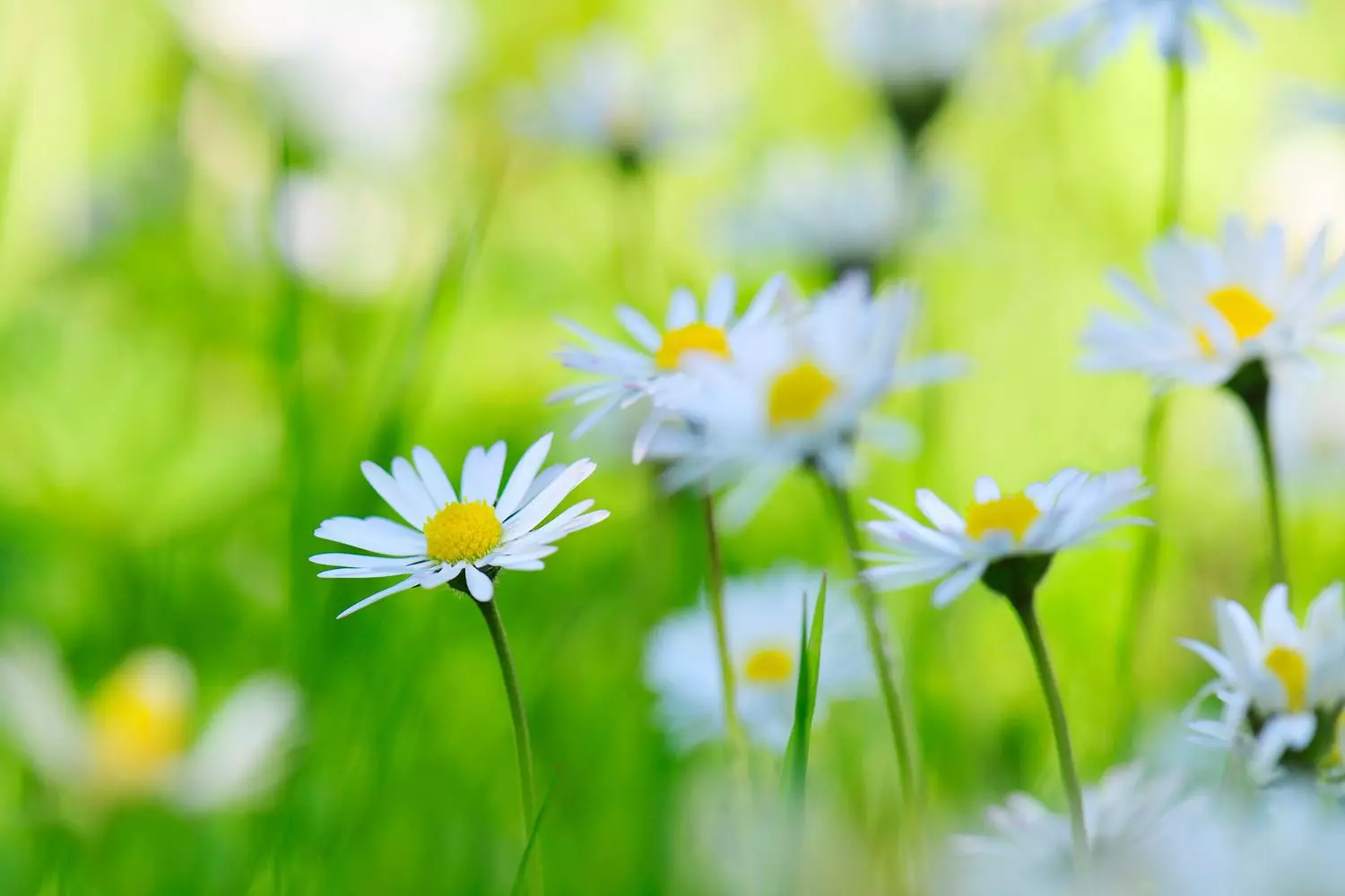 Ein Feld von Gänseblümchen hautnah.