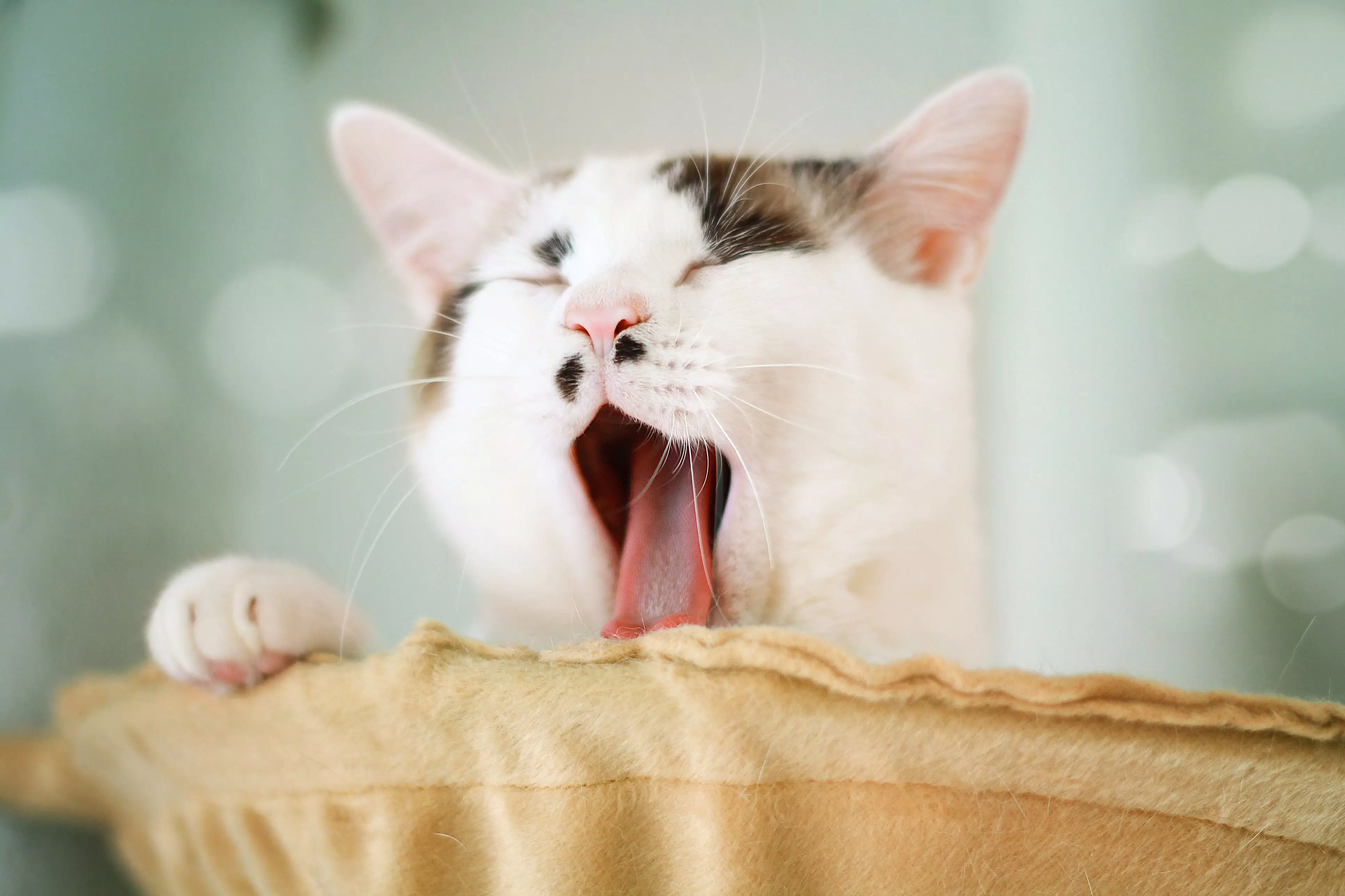 Firwat sinn Yawns ustiechend? Theorien a Studien