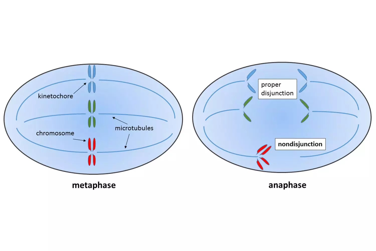 Diagram nondisjungsi dalam mitosis