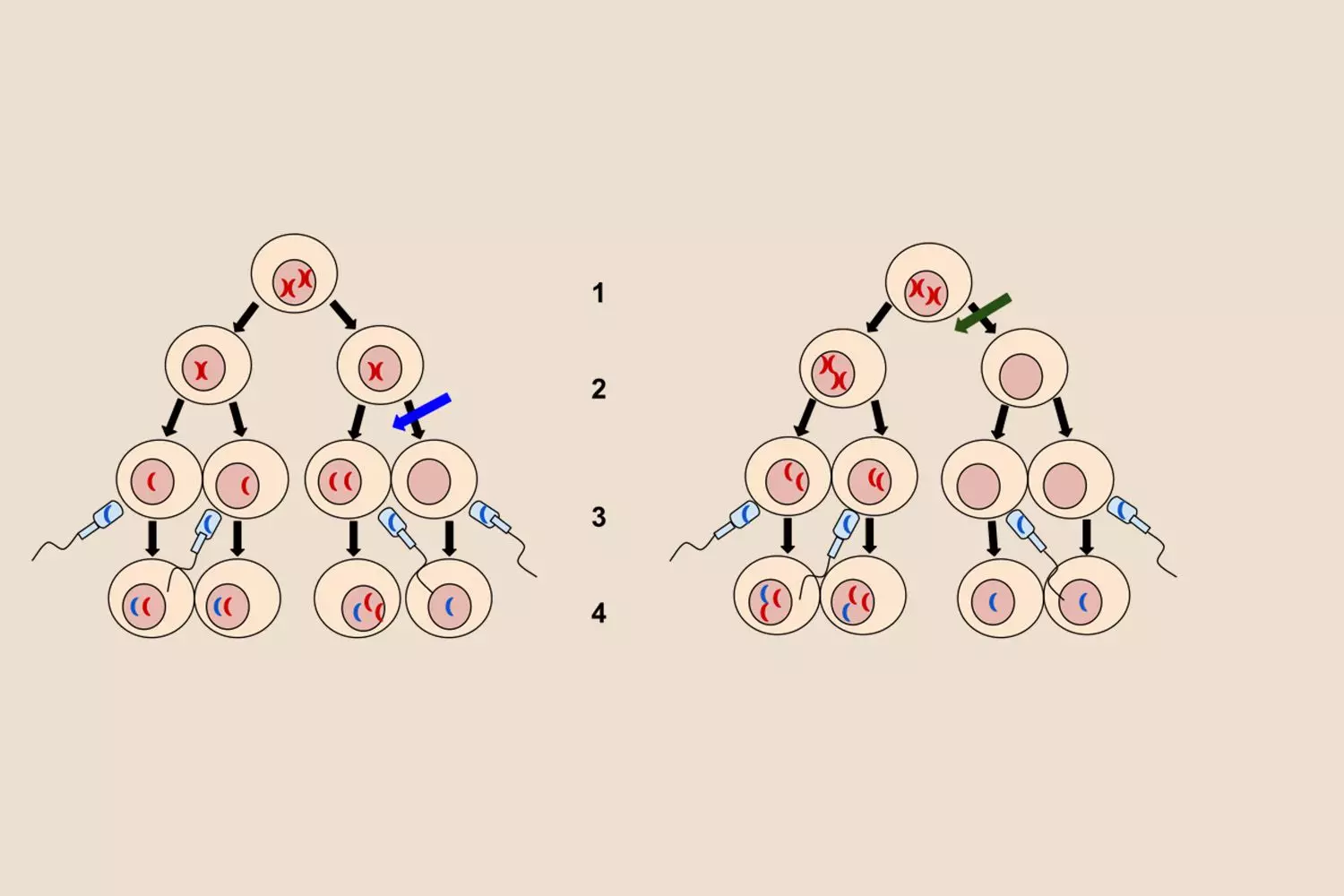 Meiozda baglanyşyksyzlygyň diagrammasy