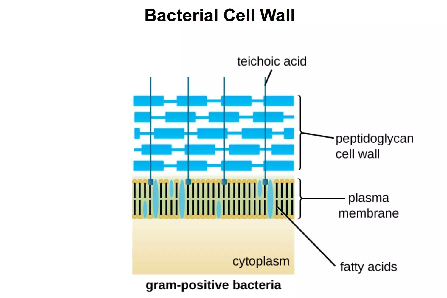 グラム陽性菌の細胞壁