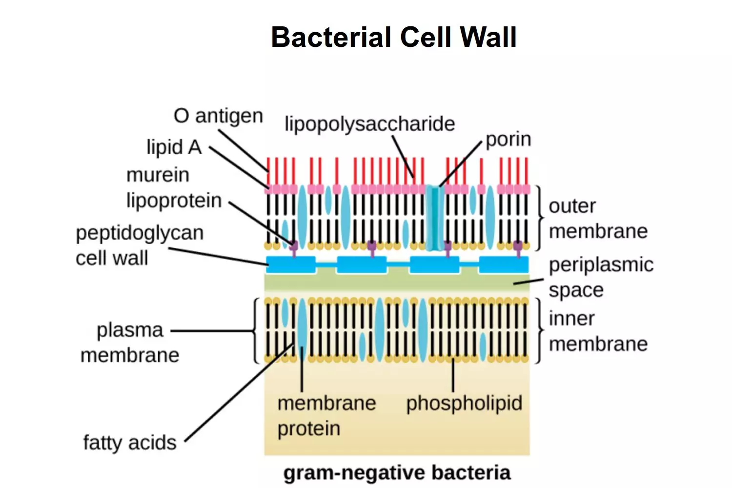 グラム陰性菌の細胞壁