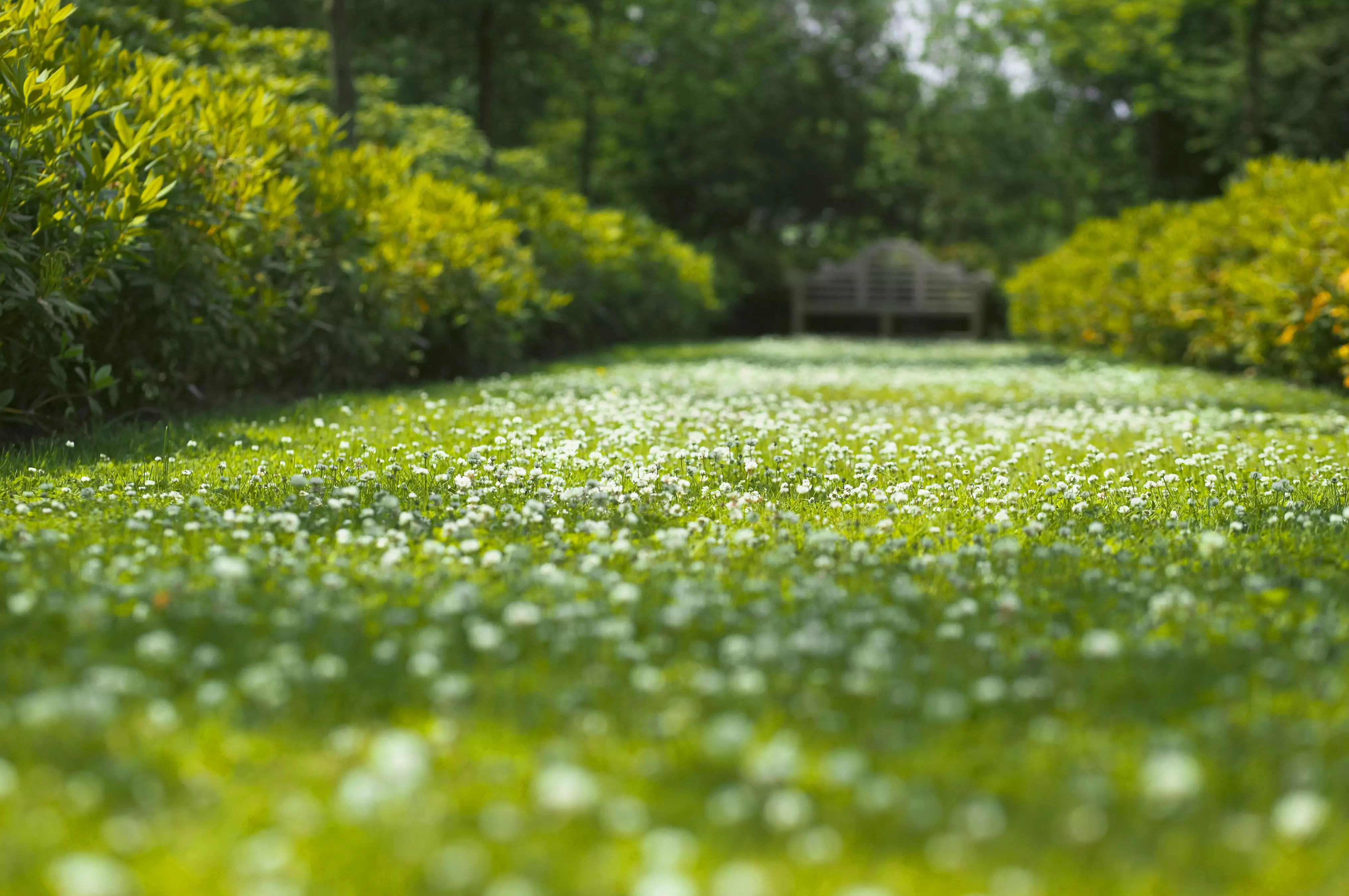 Alternatives à faible entretien à l'herbe