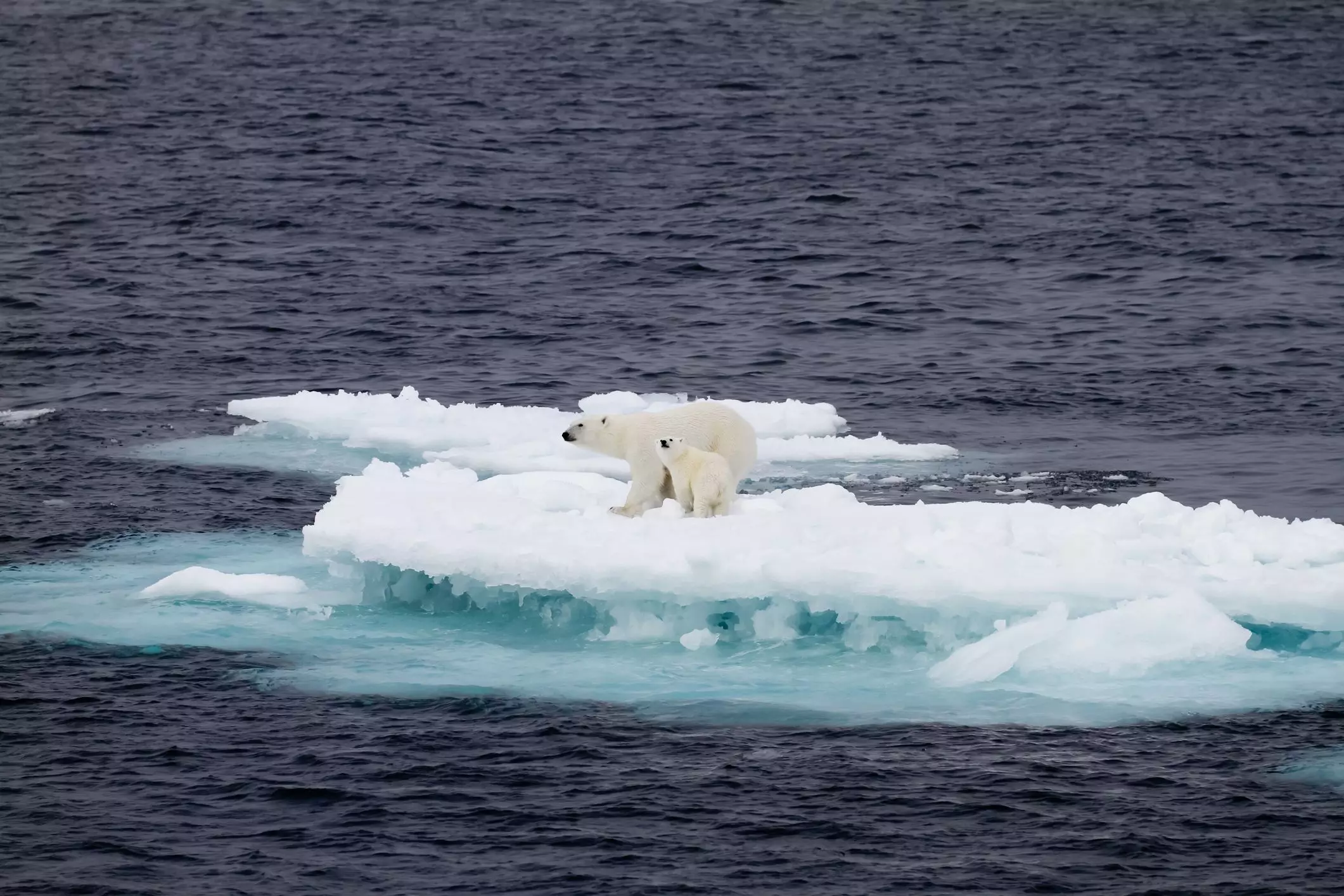 Les effets du réchauffement climatique sur les animaux