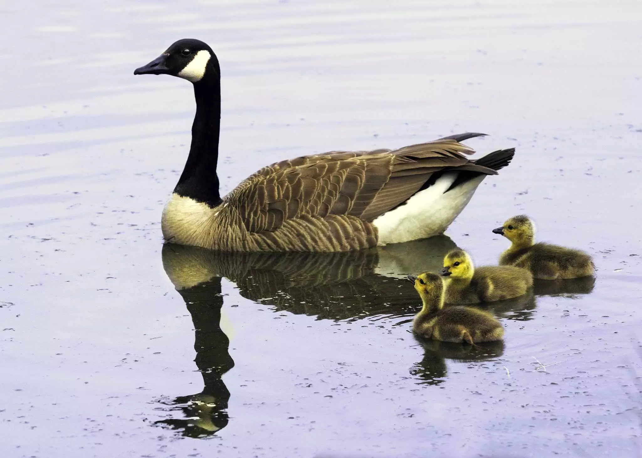 Canada goose kanye goslings emanzini.