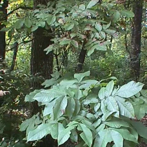 Mockernut Hickory , Barr 100 Crann Coiteann i Meiriceá Thuaidh 9899_1