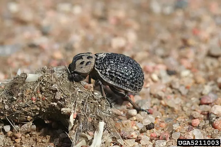 ಜೀರುಂಡೆಯನ್ನು ಮರೆಮಾಡಿ.